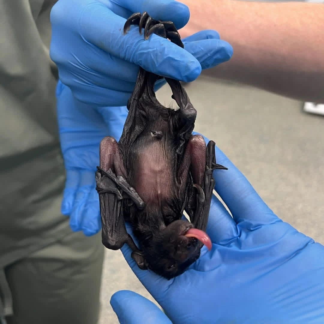 Flying fox Saya delivered this pup via emergency c-section. Mom and ...
